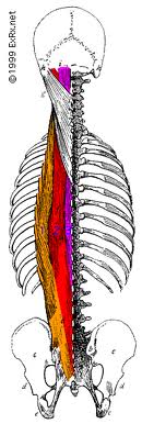 Spinal erectors | b-reddy.org