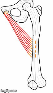 Adductor Longus GIF | b-reddy.org