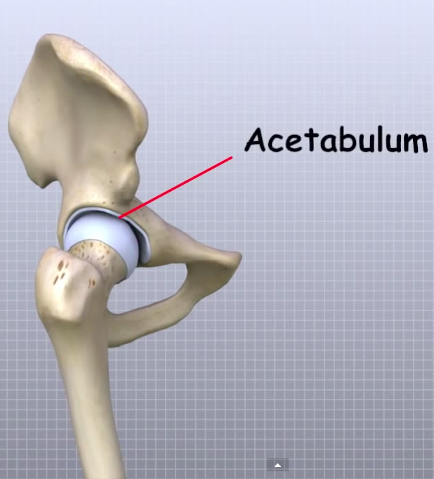 Acetabulum anatomy | b-reddy.org