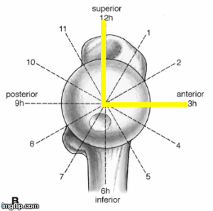 Femoral clock hip flexion GIF | b-reddy.org