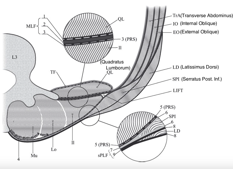 transverse abdominus spine erectors lateral raphe fascia with words | b ...
