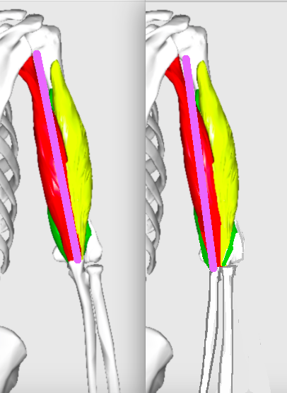 snapping triceps line of pull change 2 | b-reddy.org