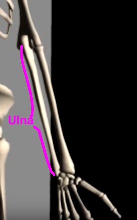 Ulna forearm neutral | b-reddy.org
