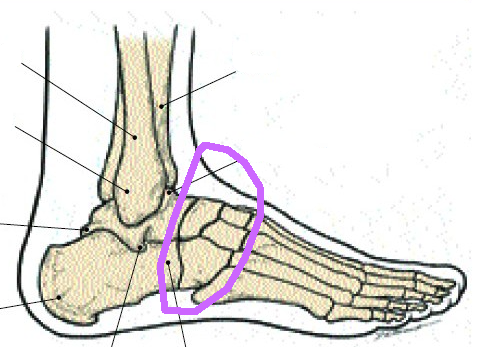 Ankle bones sprain circle foot | b-reddy.org