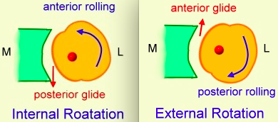 shoulder-humerus-humeral-head-internal-external-rotation-anterior ...